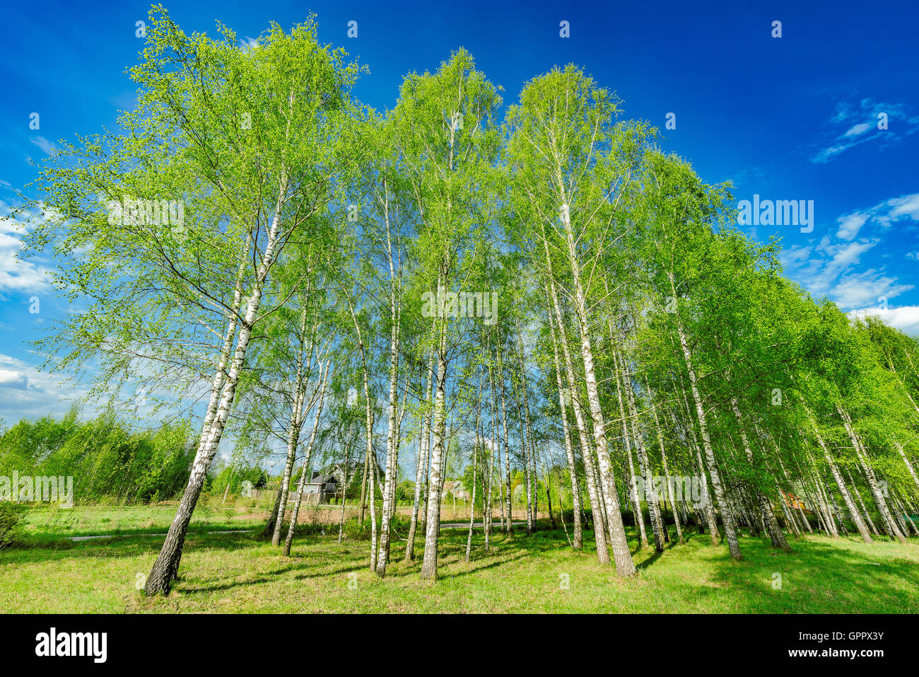 Birch tree grove hi-res stock photography and images - Alamy