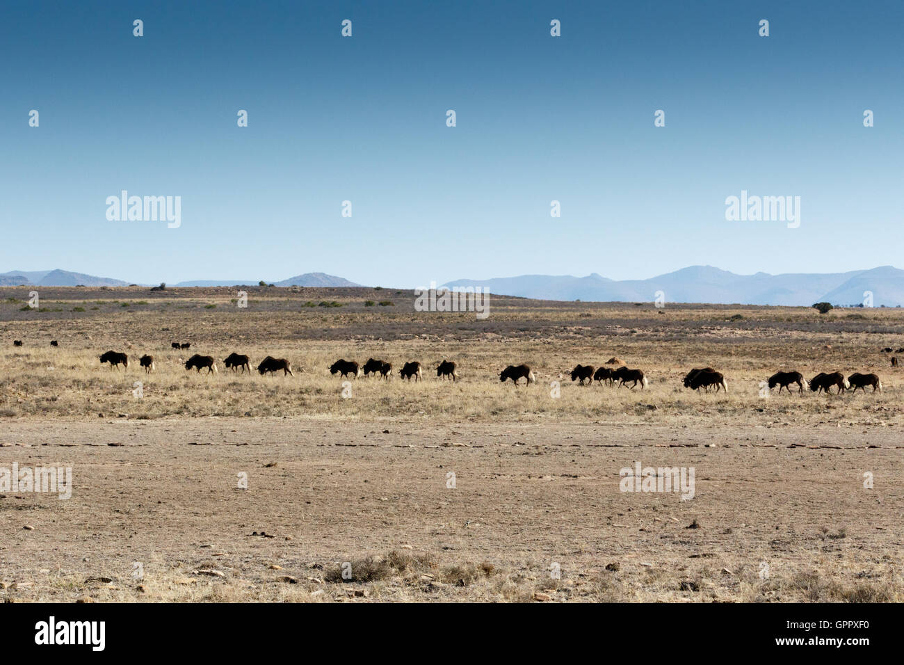 African Buffalo on the move in The Mountain Zebra National Park is a ...