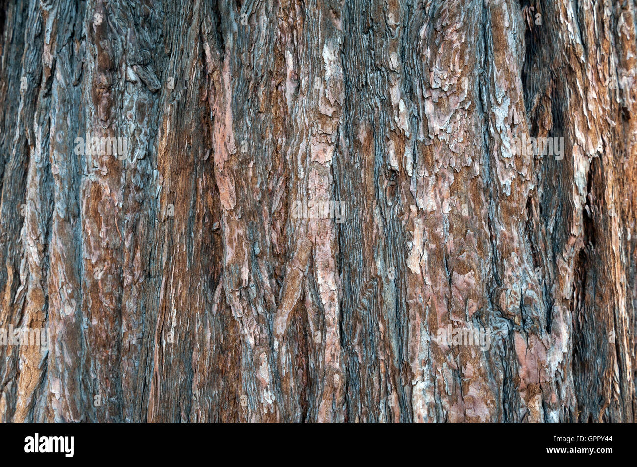 Cedar texture hi-res stock photography and images - Alamy