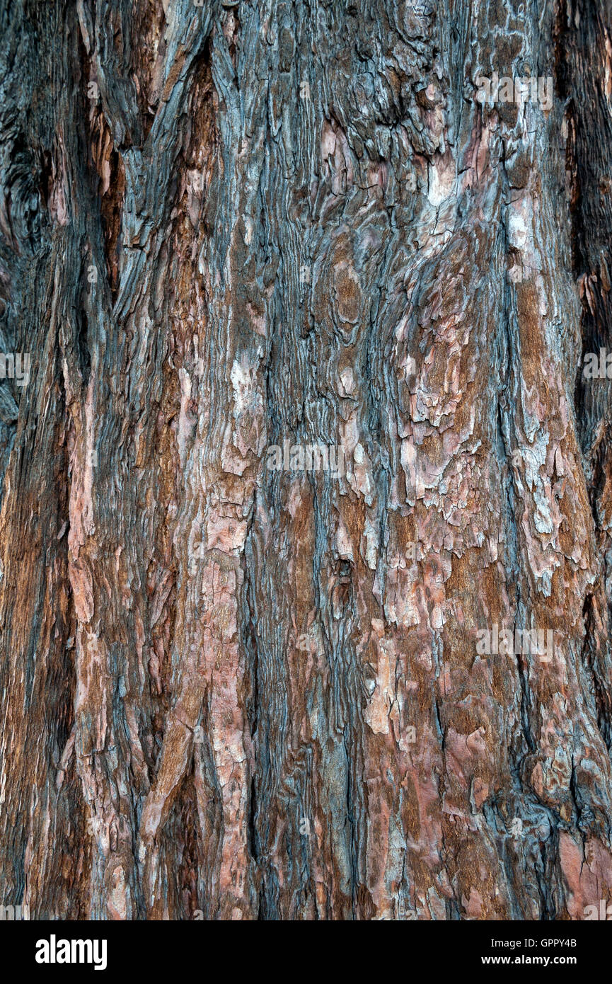 Cedar texture hi-res stock photography and images - Alamy