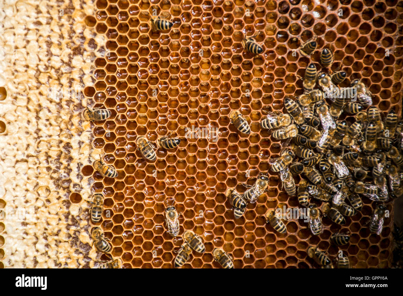 Honeybee worker making wax hi-res stock photography and images - Alamy