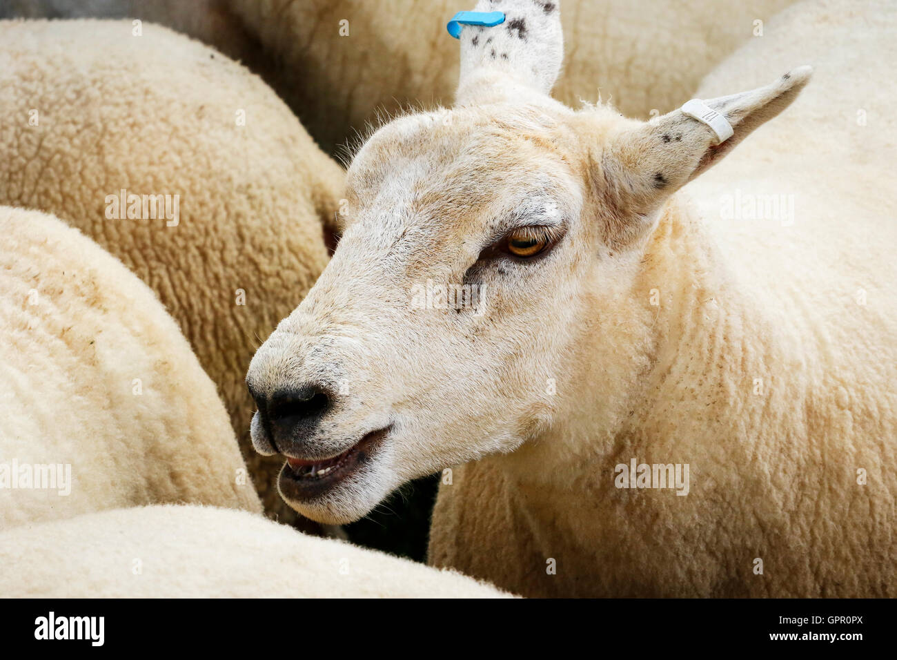 Texel ram hi-res stock photography and images - Alamy