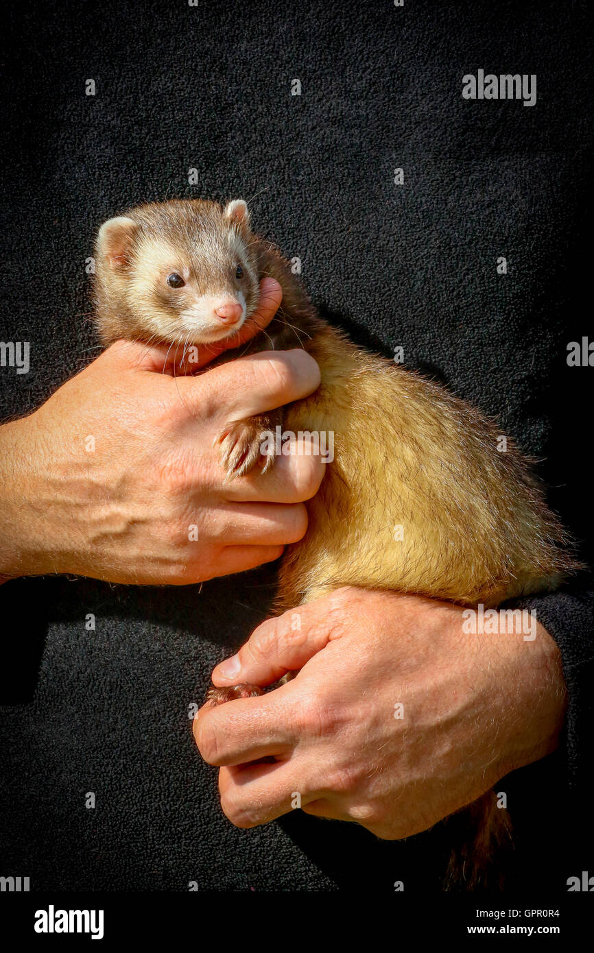 Man And Ferret High Resolution Stock Photography and Images - Alamy