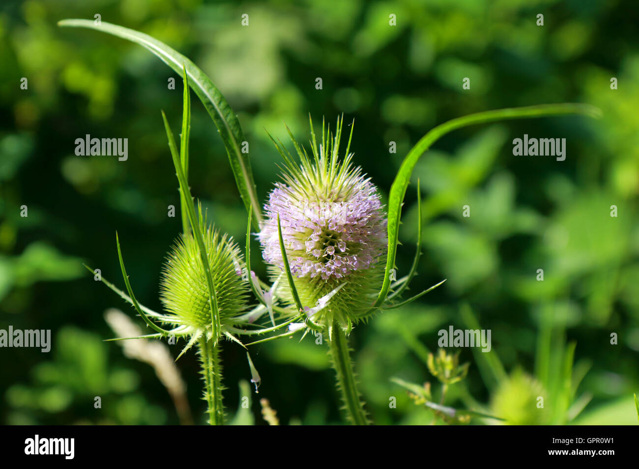 A close up view of the beautiful wild flower teasel Stock Photo - Alamy