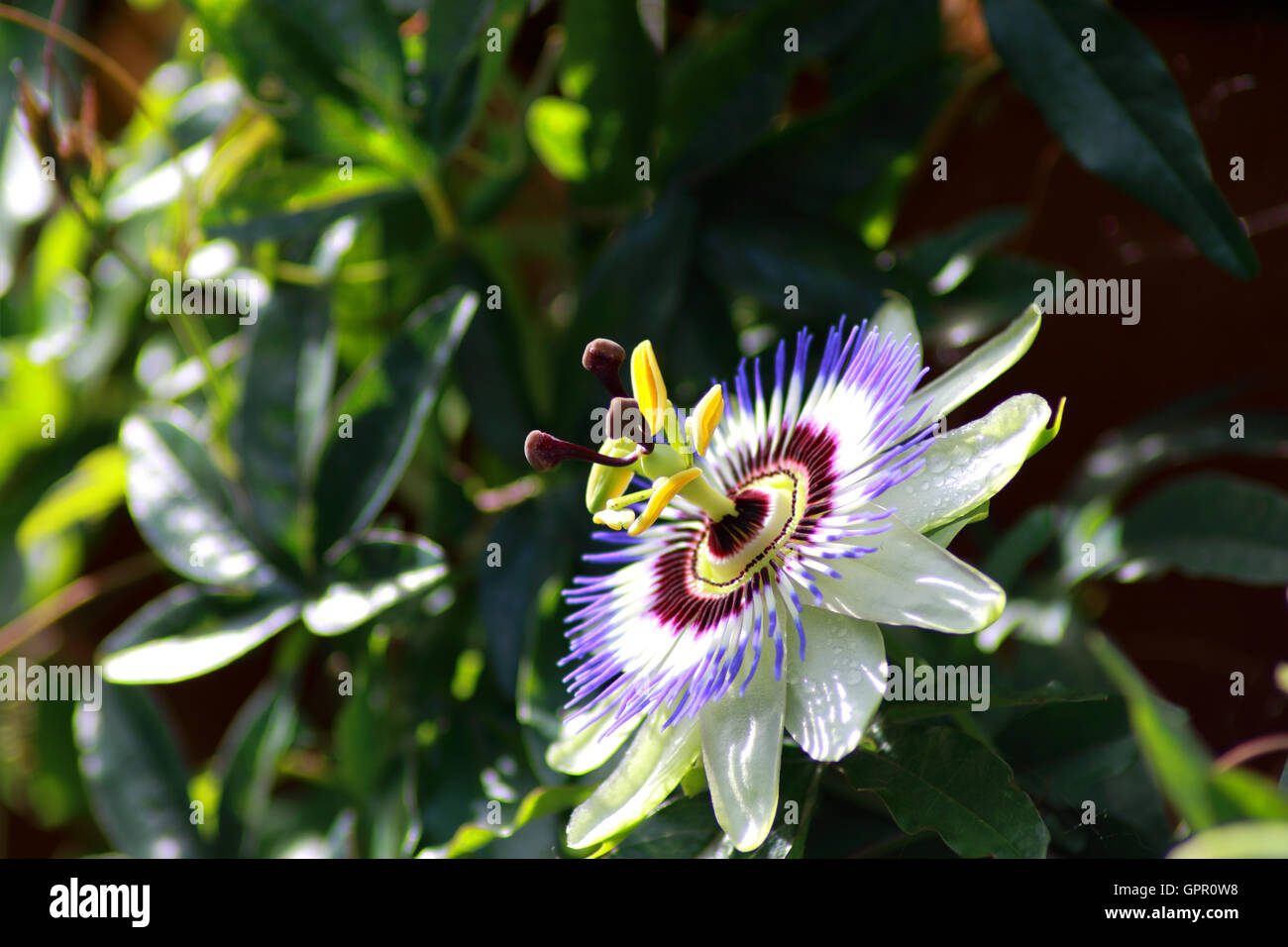 A close up view of the beautiful Passiflora Caerulea also known as ...