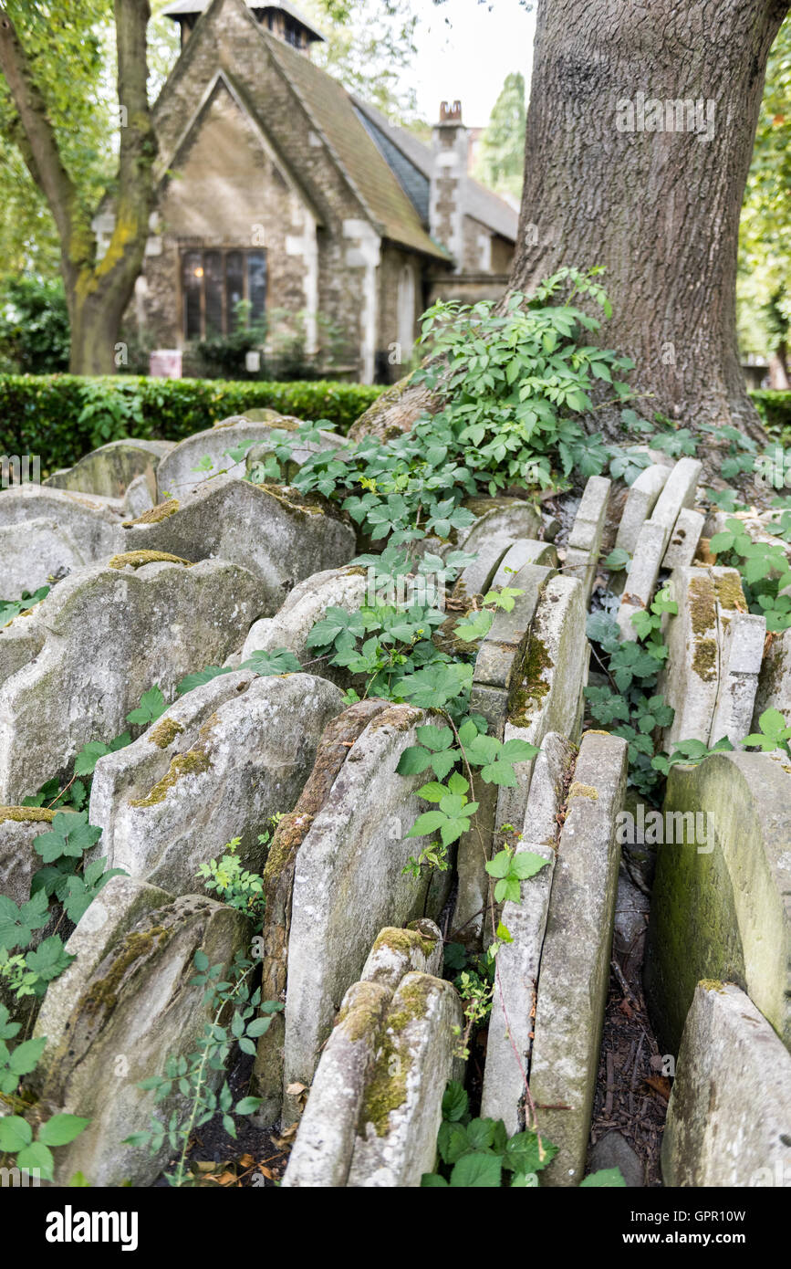 Hardy tree hi-res stock photography and images - Alamy