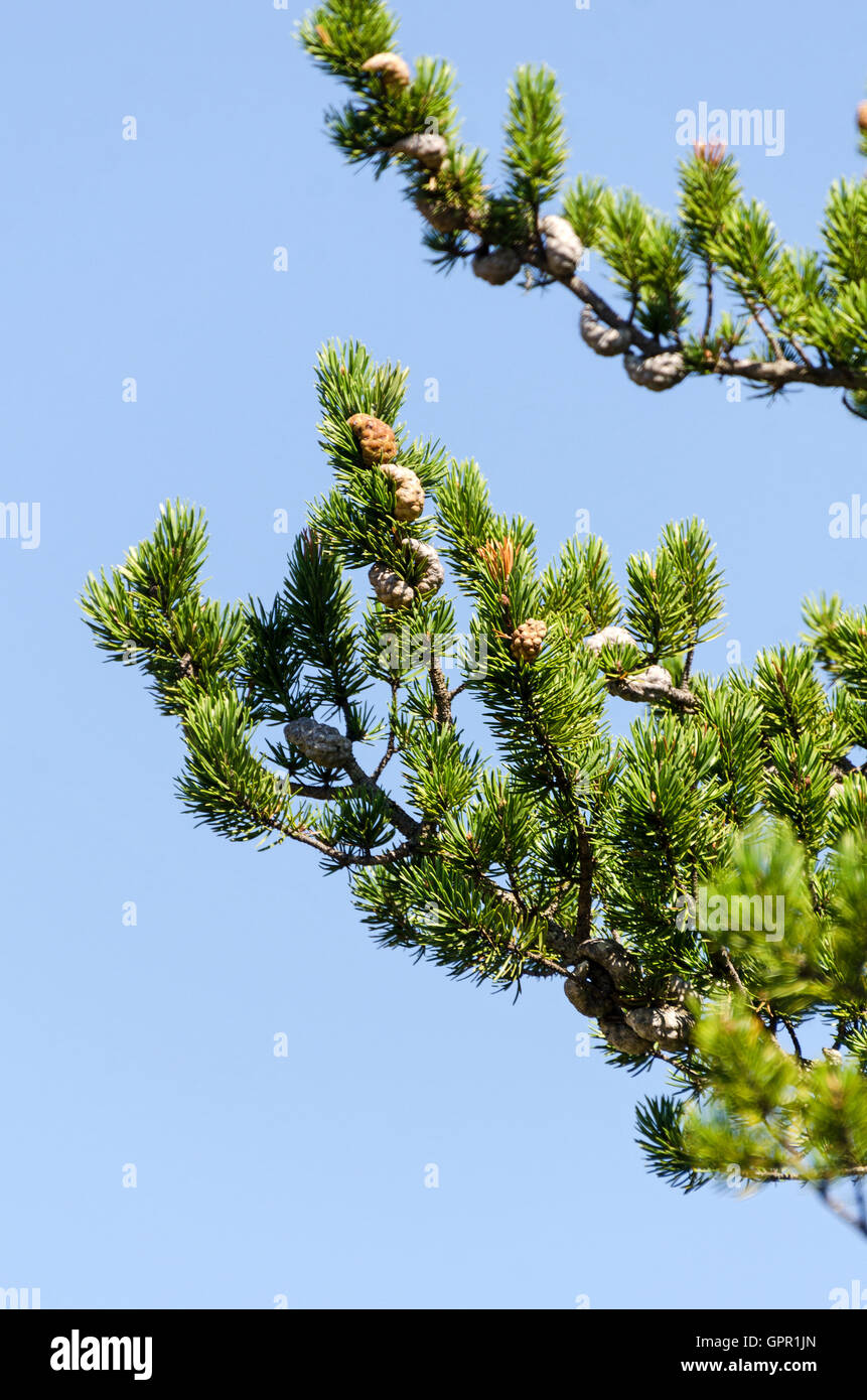 Jack pine trees hi-res stock photography and images - Alamy