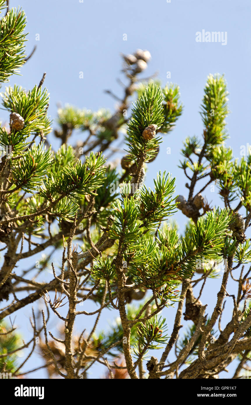Jack Pine (Pinus banksiana), Acadia National Park, Maine Stock Photo ...