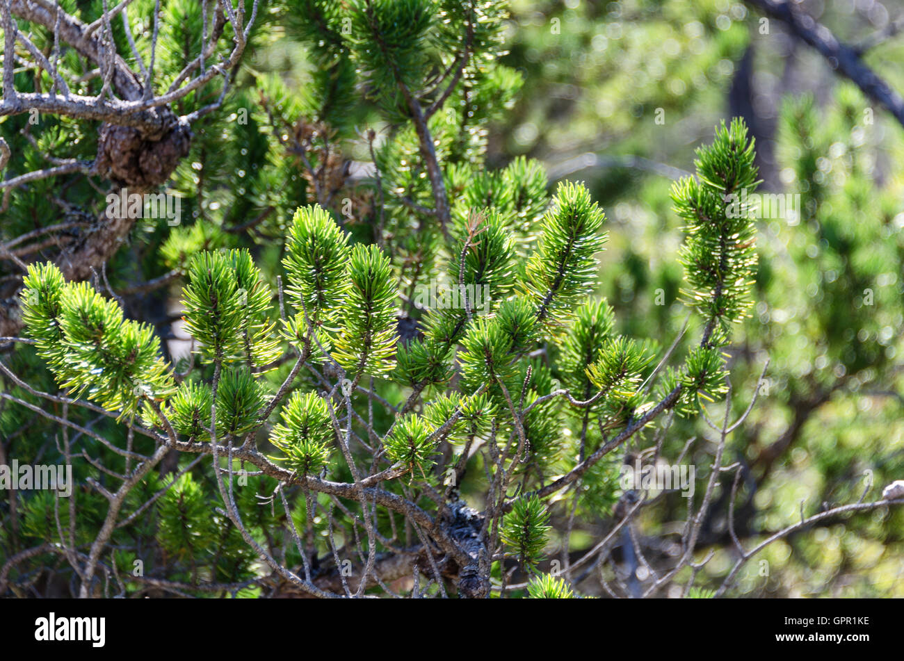 Backlit needles of Jack Pine (Pinus banksiana) glow in afternoon ...