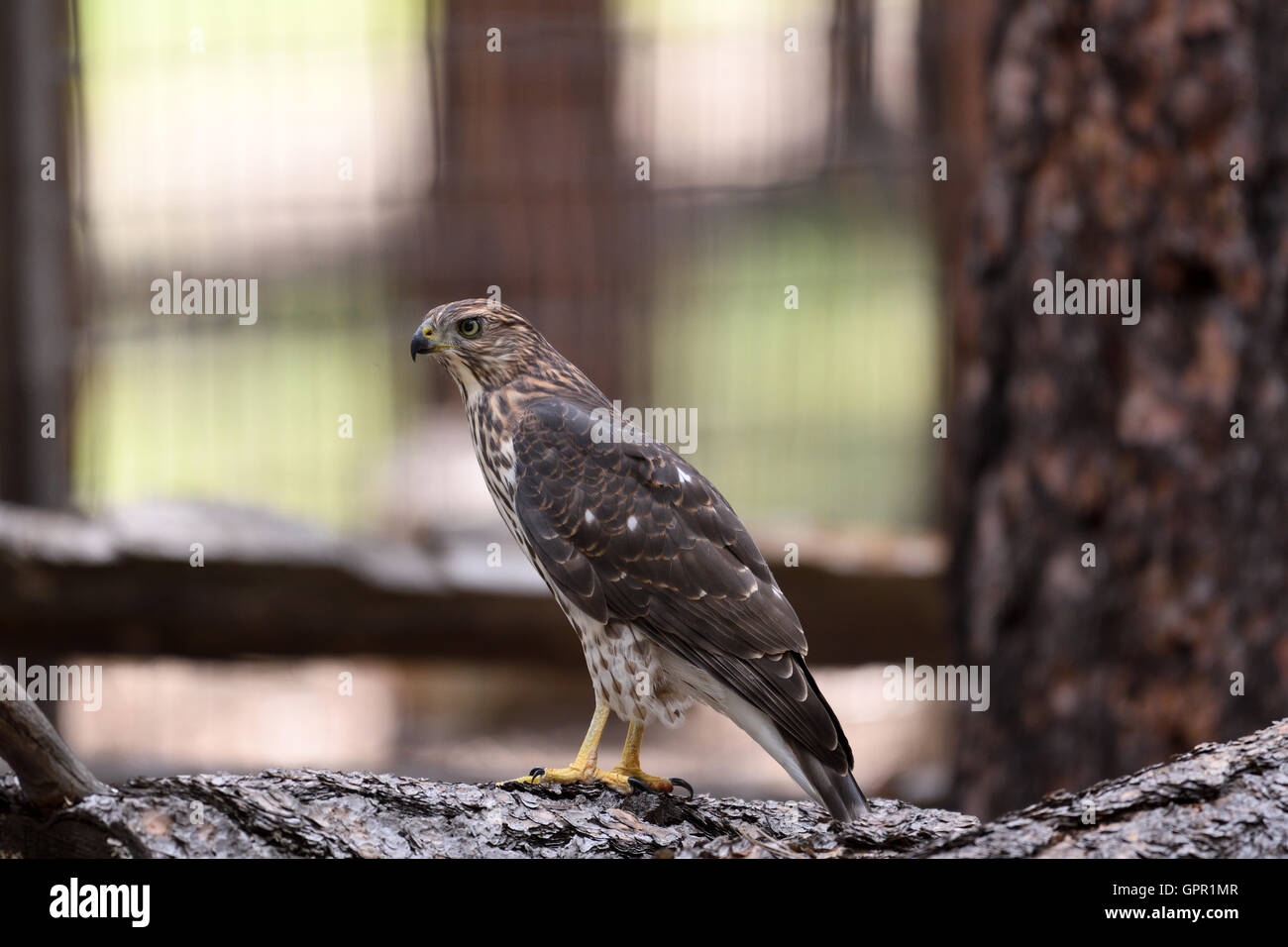 Fire hawk hi-res stock photography and images - Alamy