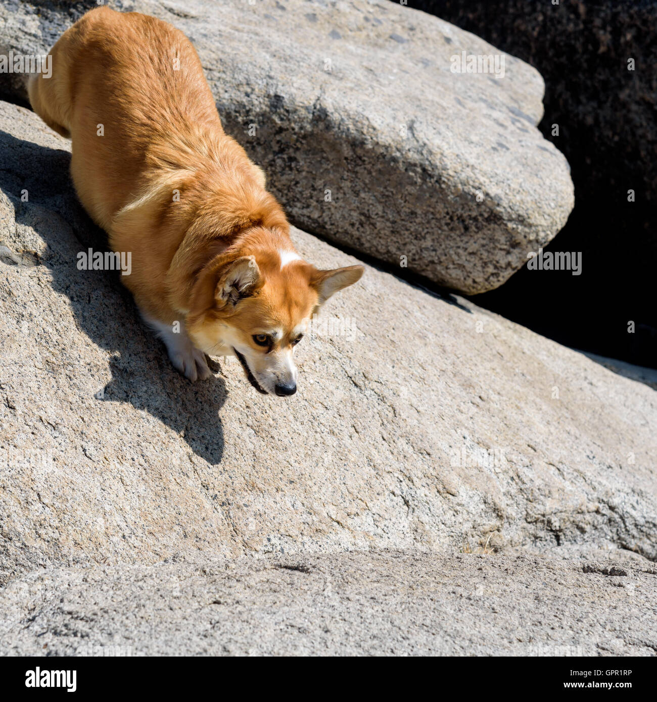 Corgi stone hi-res stock photography and images - Alamy