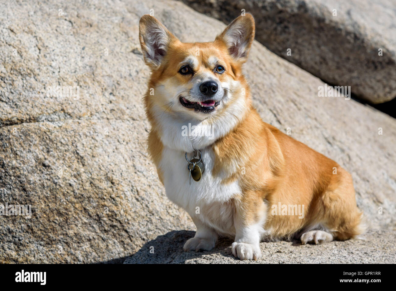 Corgi stone hi-res stock photography and images - Alamy