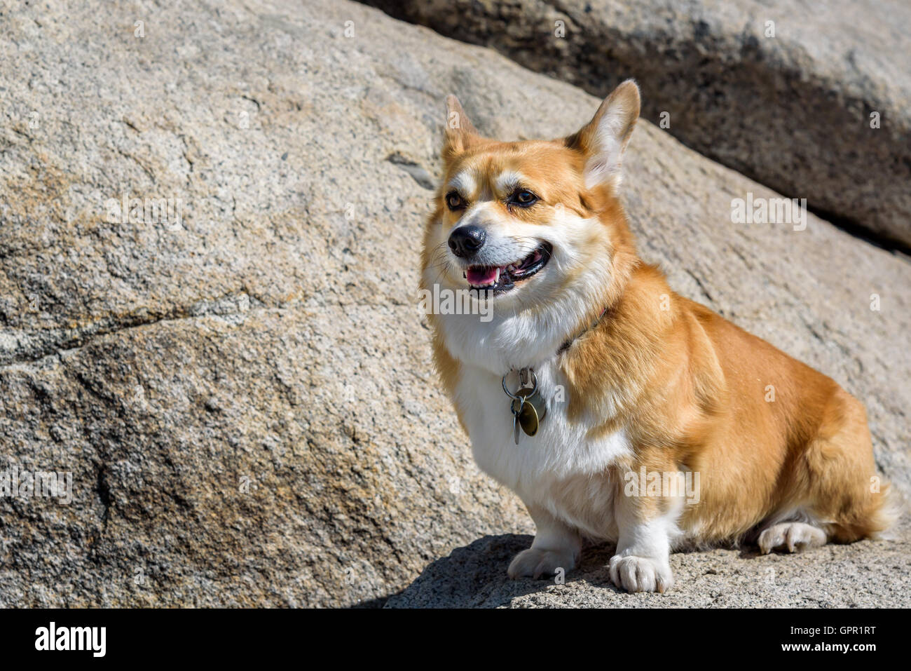 Corgi rocks hi-res stock photography and images - Alamy