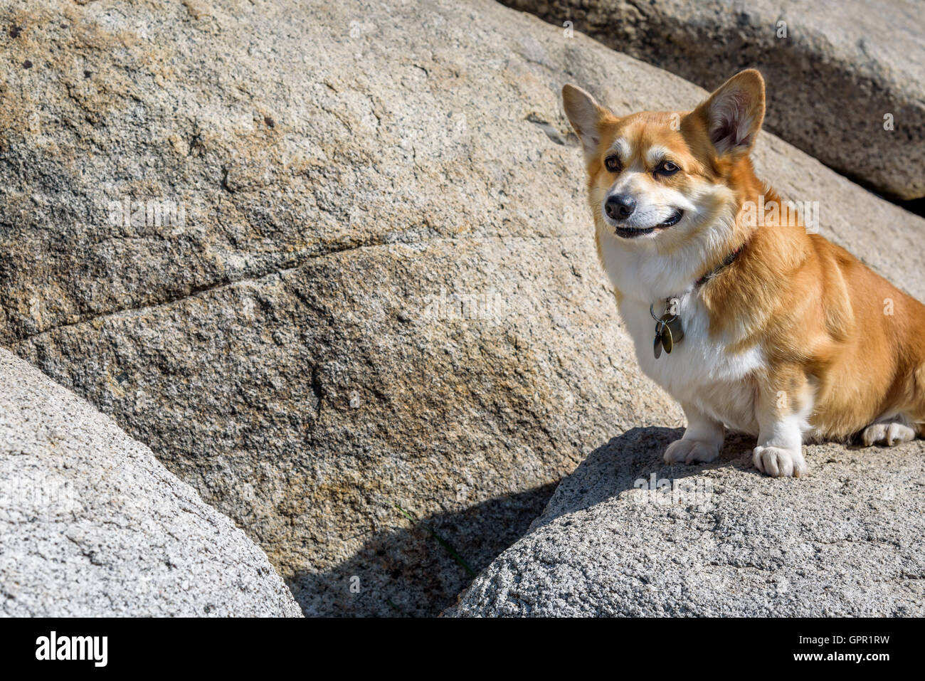 Corgi stone hi-res stock photography and images - Alamy