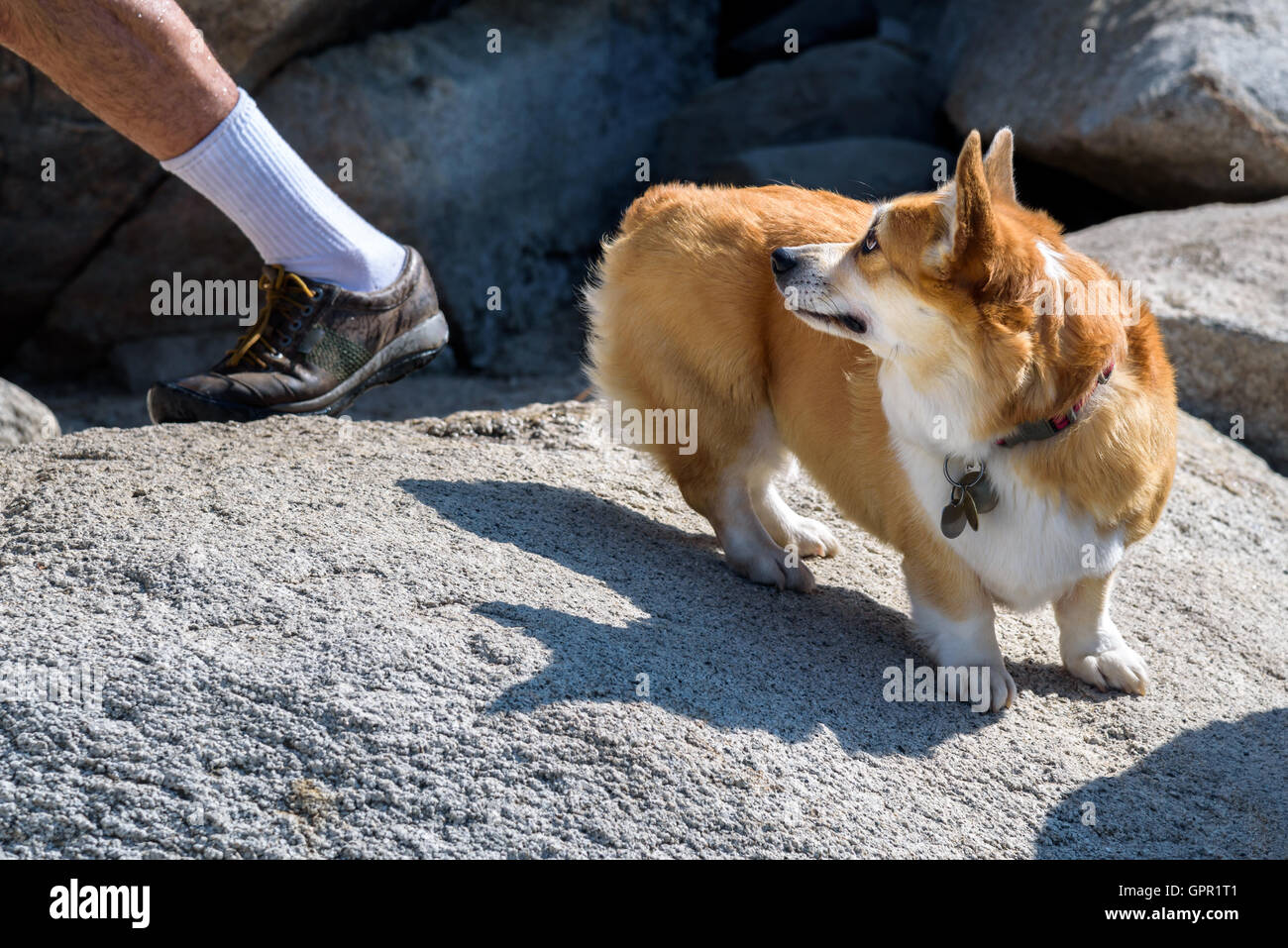 Corgi on a large boulder looking back at his owner Stock Photo - Alamy