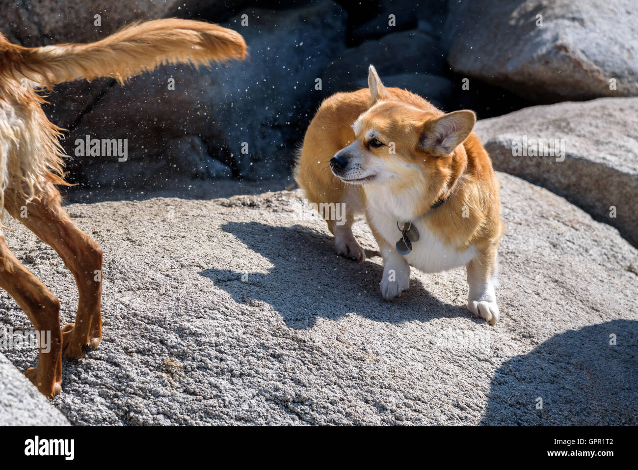 Corgi on a large boulder looking back at another dog Stock Photo - Alamy