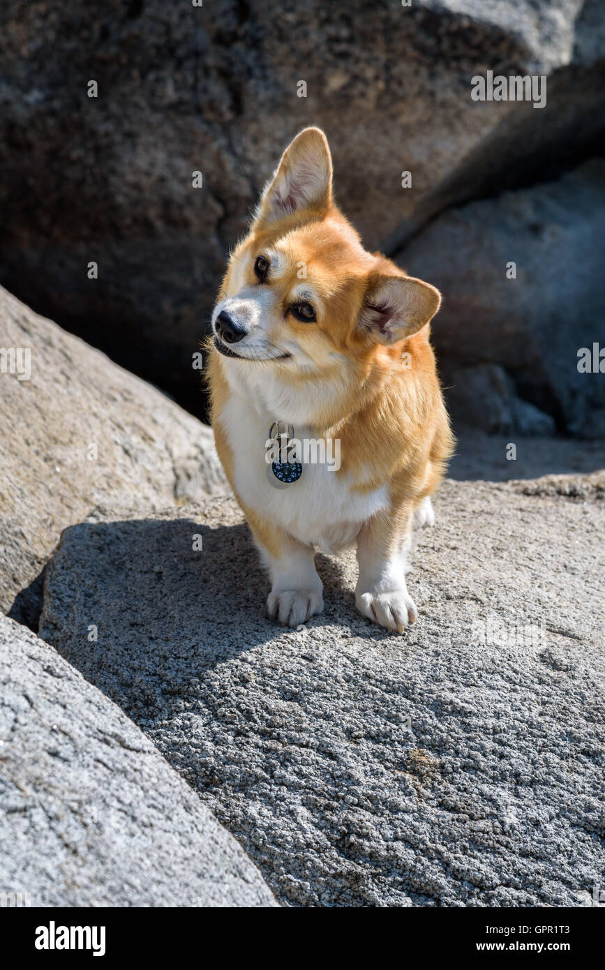 Corgi rocks hi-res stock photography and images - Alamy