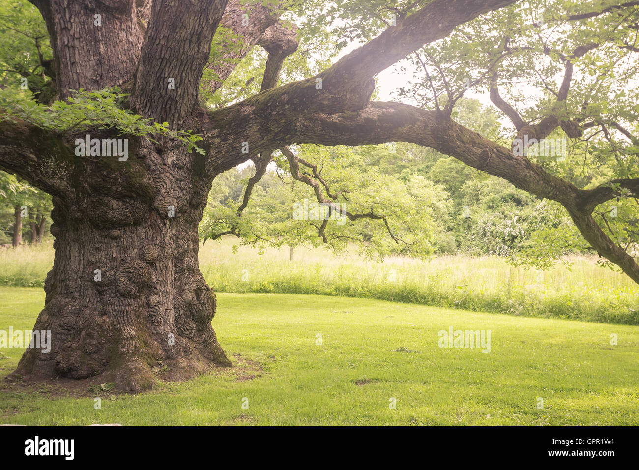500 year old tree hi-res stock photography and images - Alamy