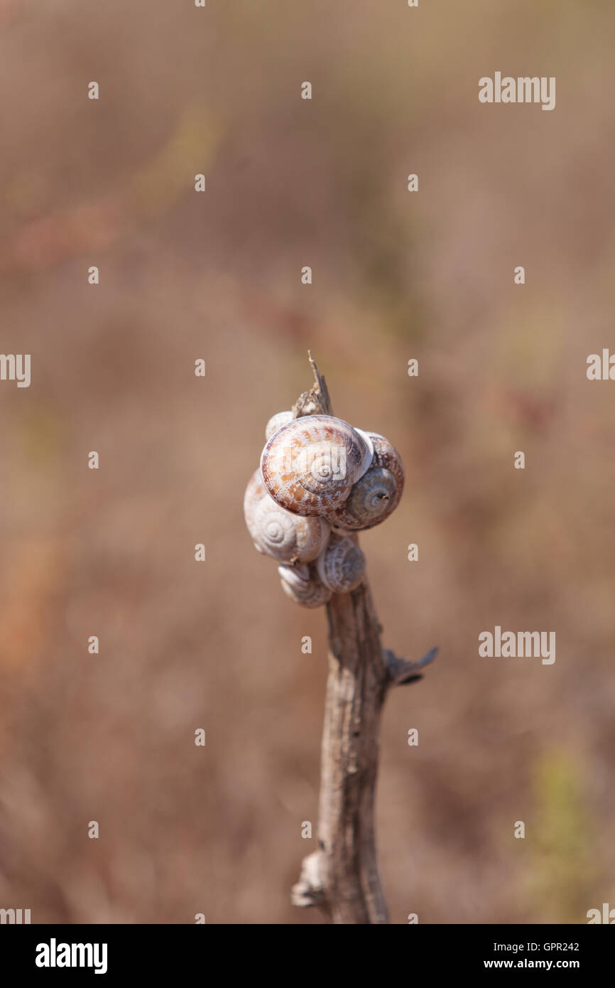 Multiple milk snail Otala lactea specimens high on a stick in a marsh ...