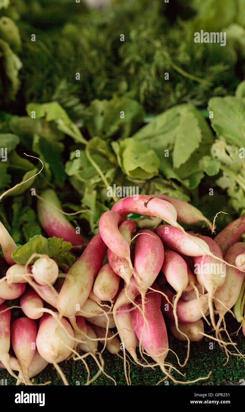 Red radishes in white hi-res stock photography and images - Alamy