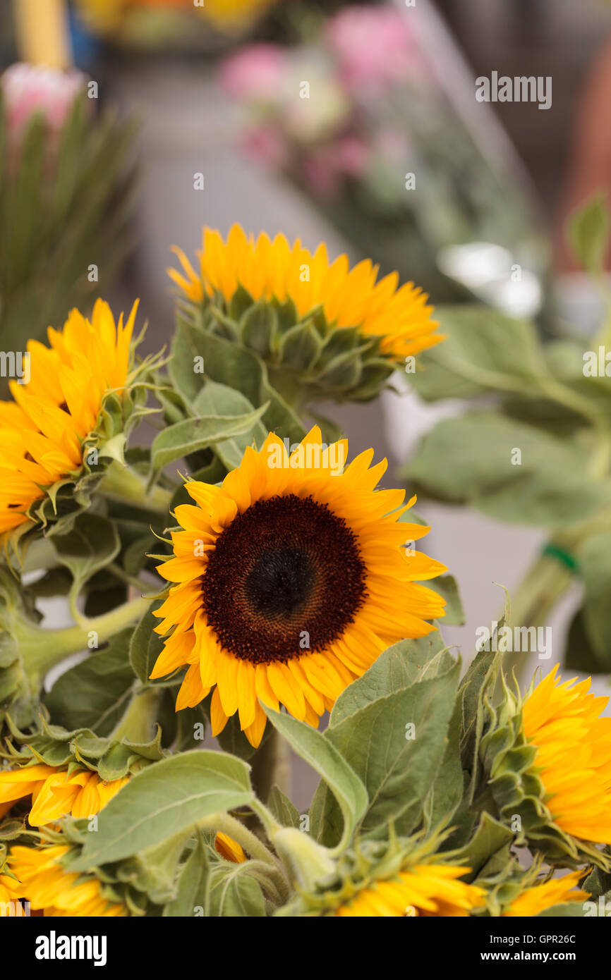 Sunflower, Helianthus annuus, blooms in a fresh bouquet at a farmers ...