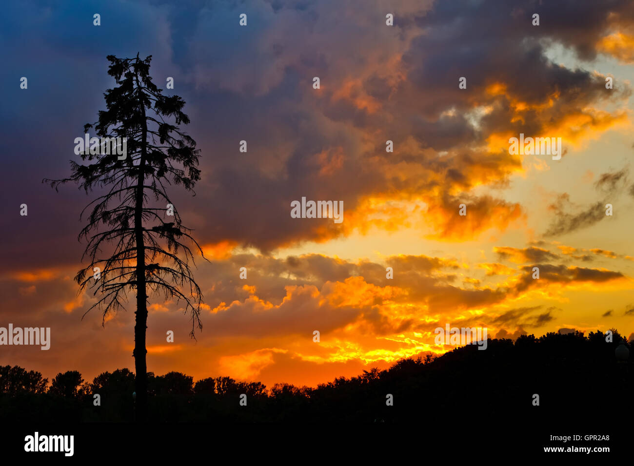 Pine tree and colorful sky Stock Photo - Alamy