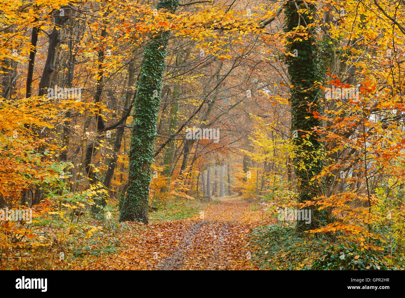 Pathway in autumn park Stock Photo - Alamy