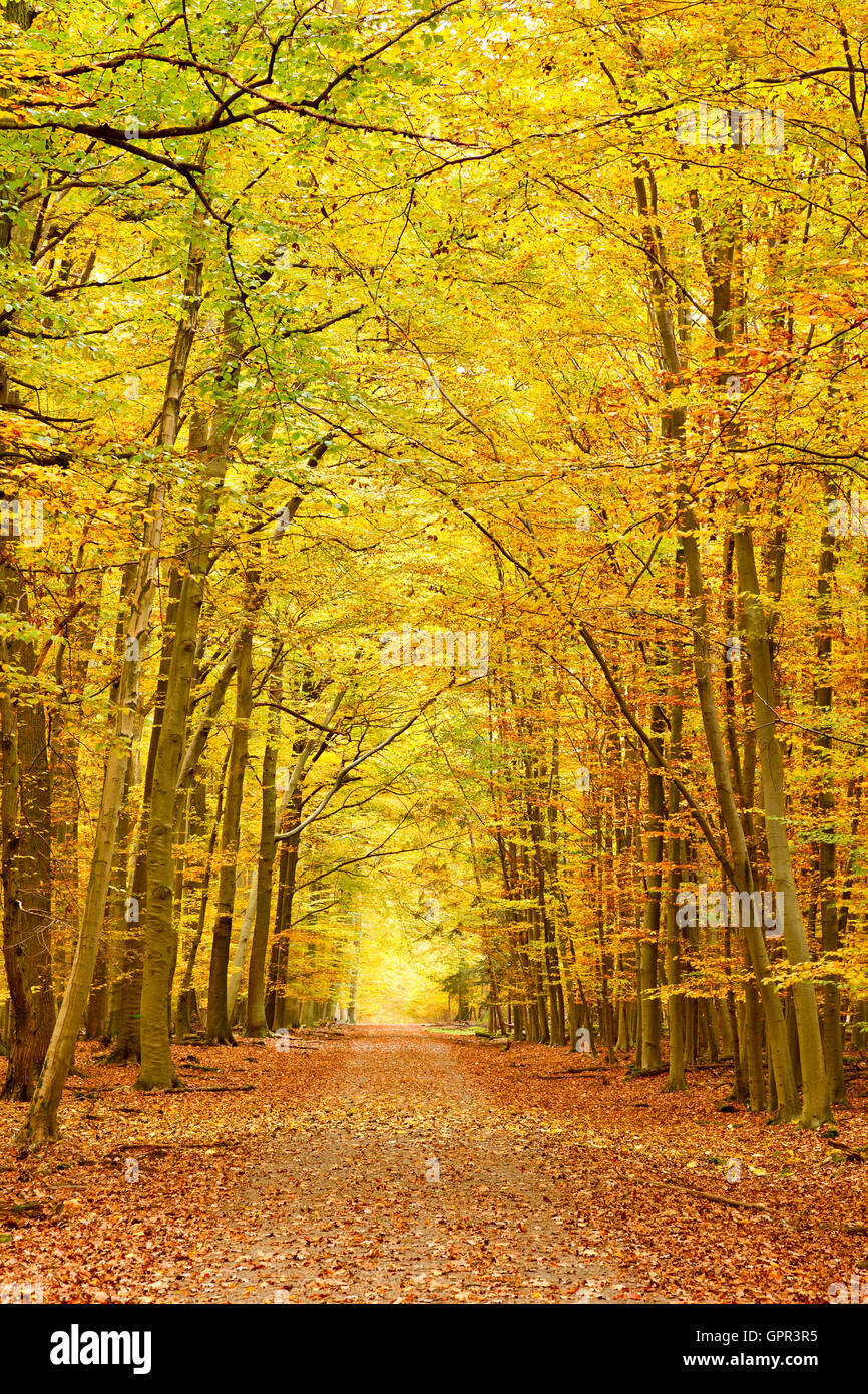 Pathway in the autumn forest Stock Photo - Alamy