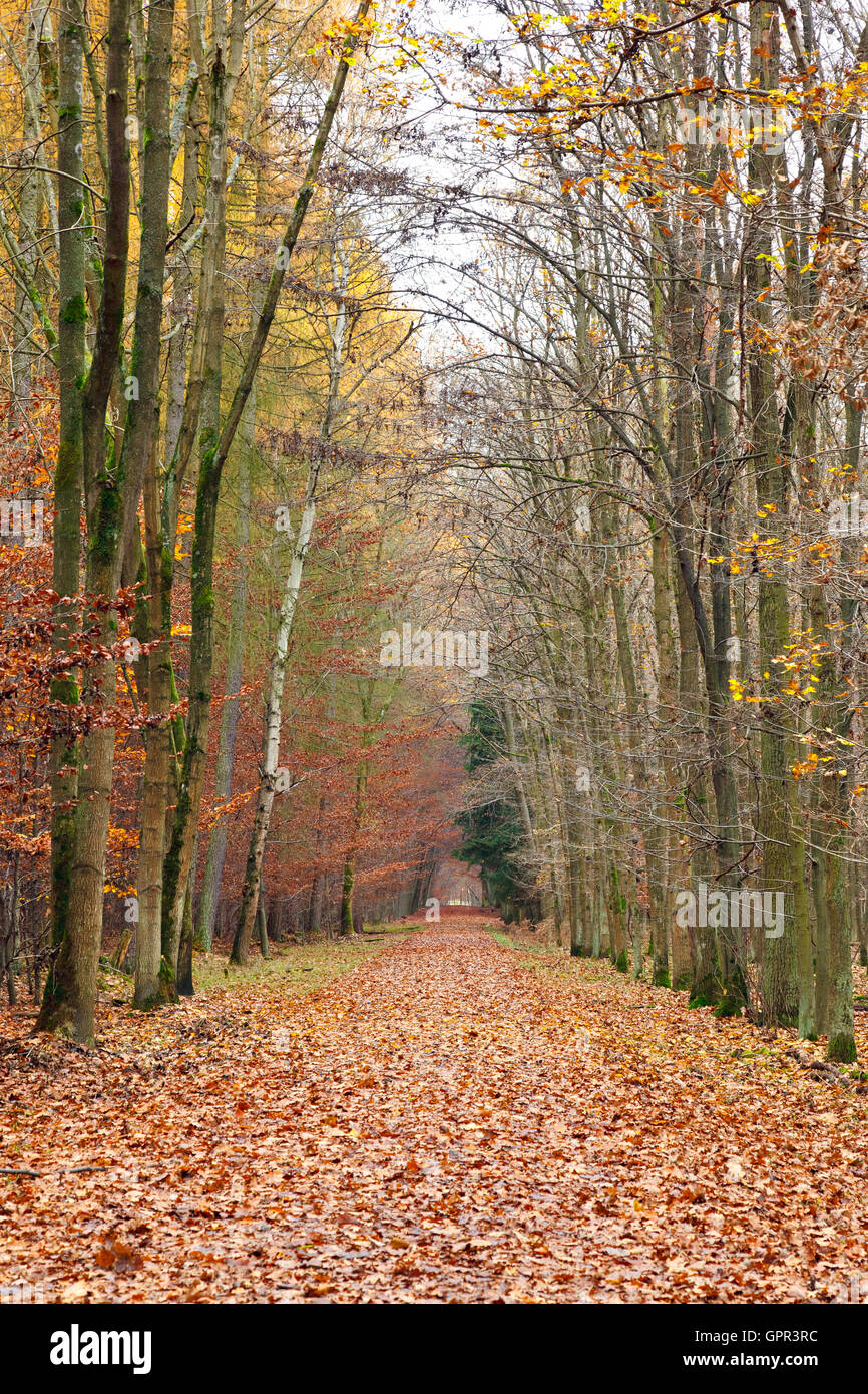 Pathway in the autumn forest Stock Photo - Alamy