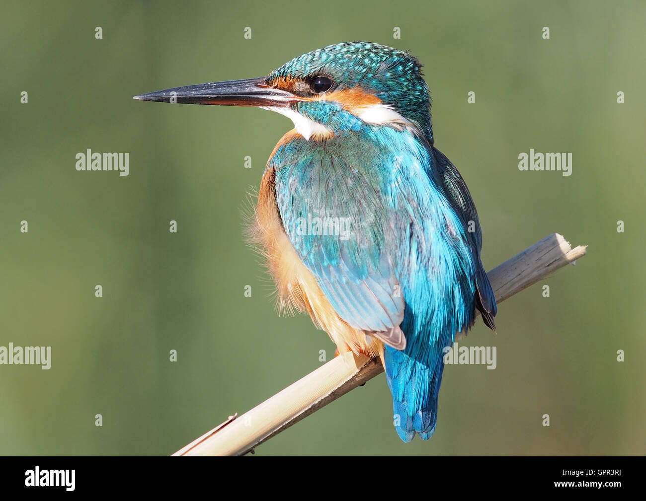 Omd em5 hi-res stock photography and images - Alamy