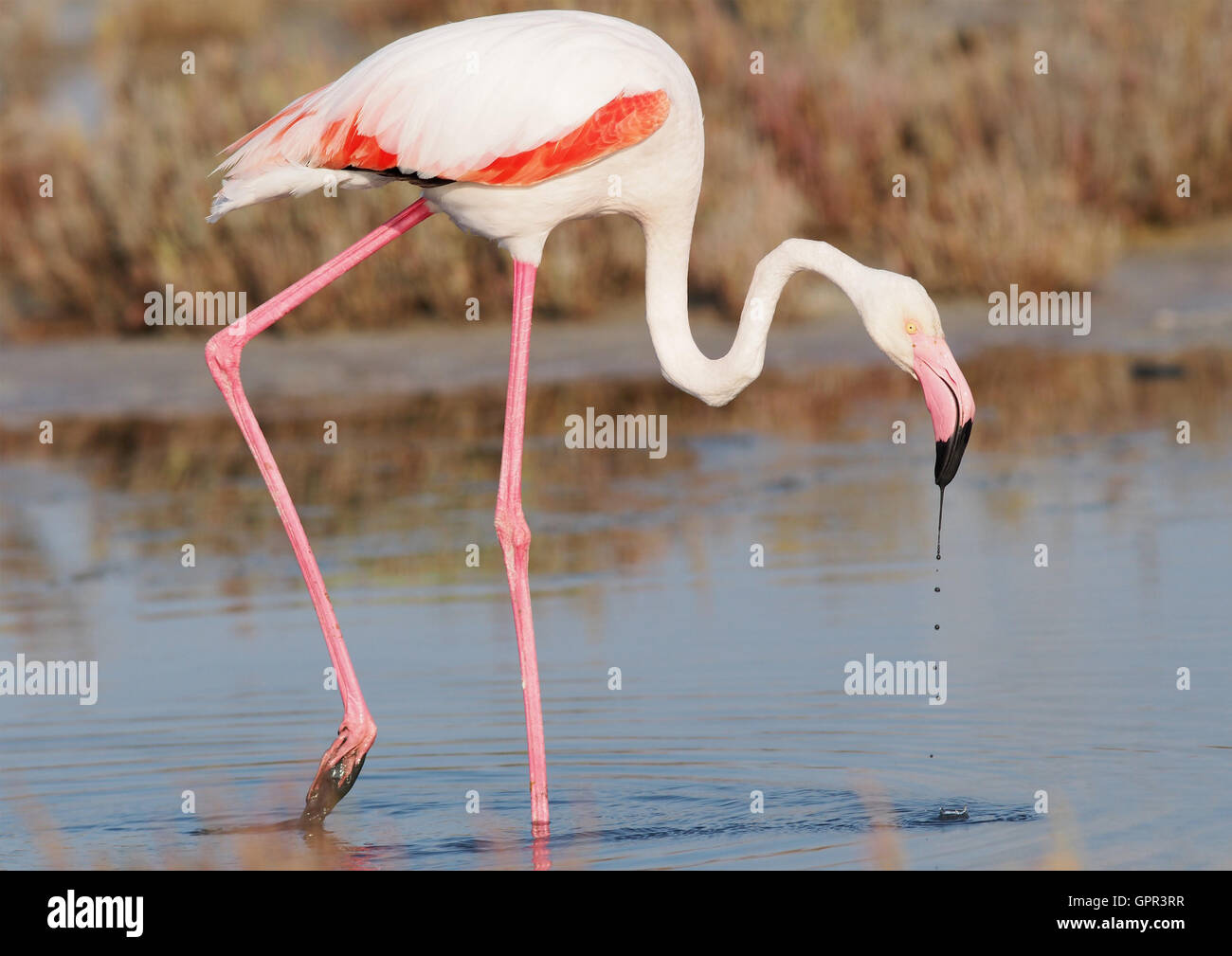 Phoenicopterus roseus cyprus hi-res stock photography and images - Alamy