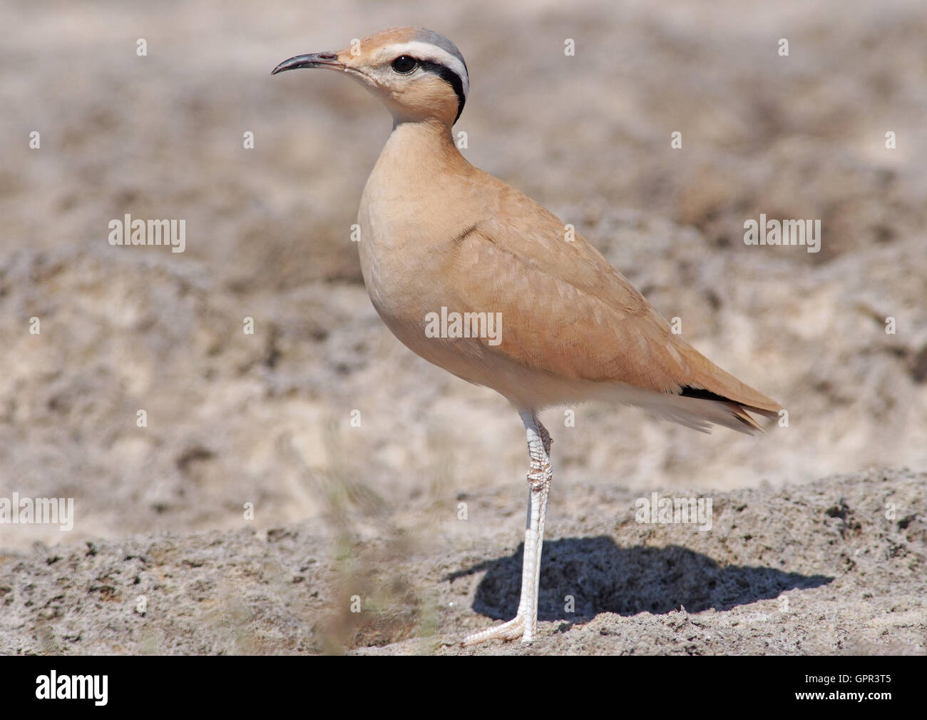 The bird that got the cream hi-res stock photography and images - Alamy