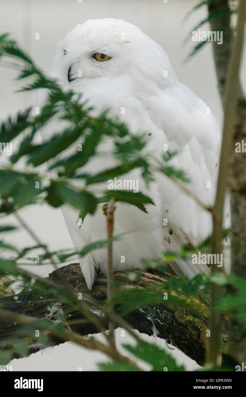 Adult snowy owl (bubo scandiacus) in captivity Stock Photo - Alamy