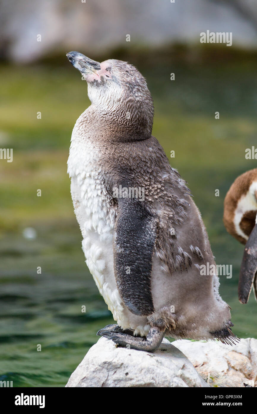Humboldt Penguin stand on a rock Stock Photo - Alamy
