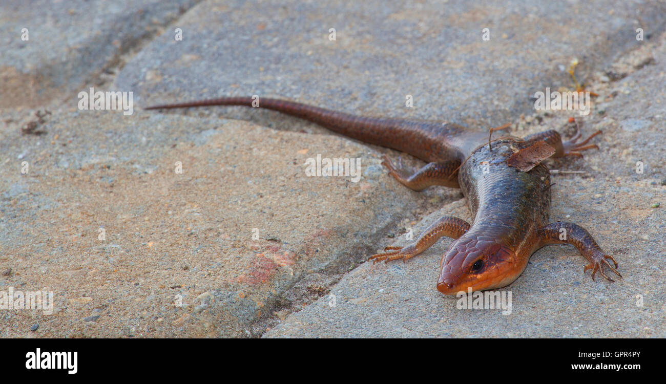 Orange grey lizard hi-res stock photography and images - Alamy