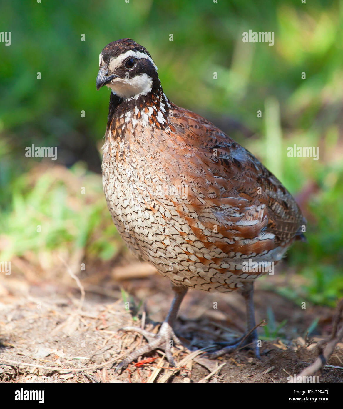 Bobwhite quail hi-res stock photography and images - Alamy