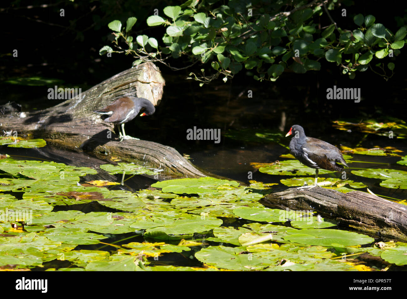 Eurasian common moorhens hi-res stock photography and images - Alamy