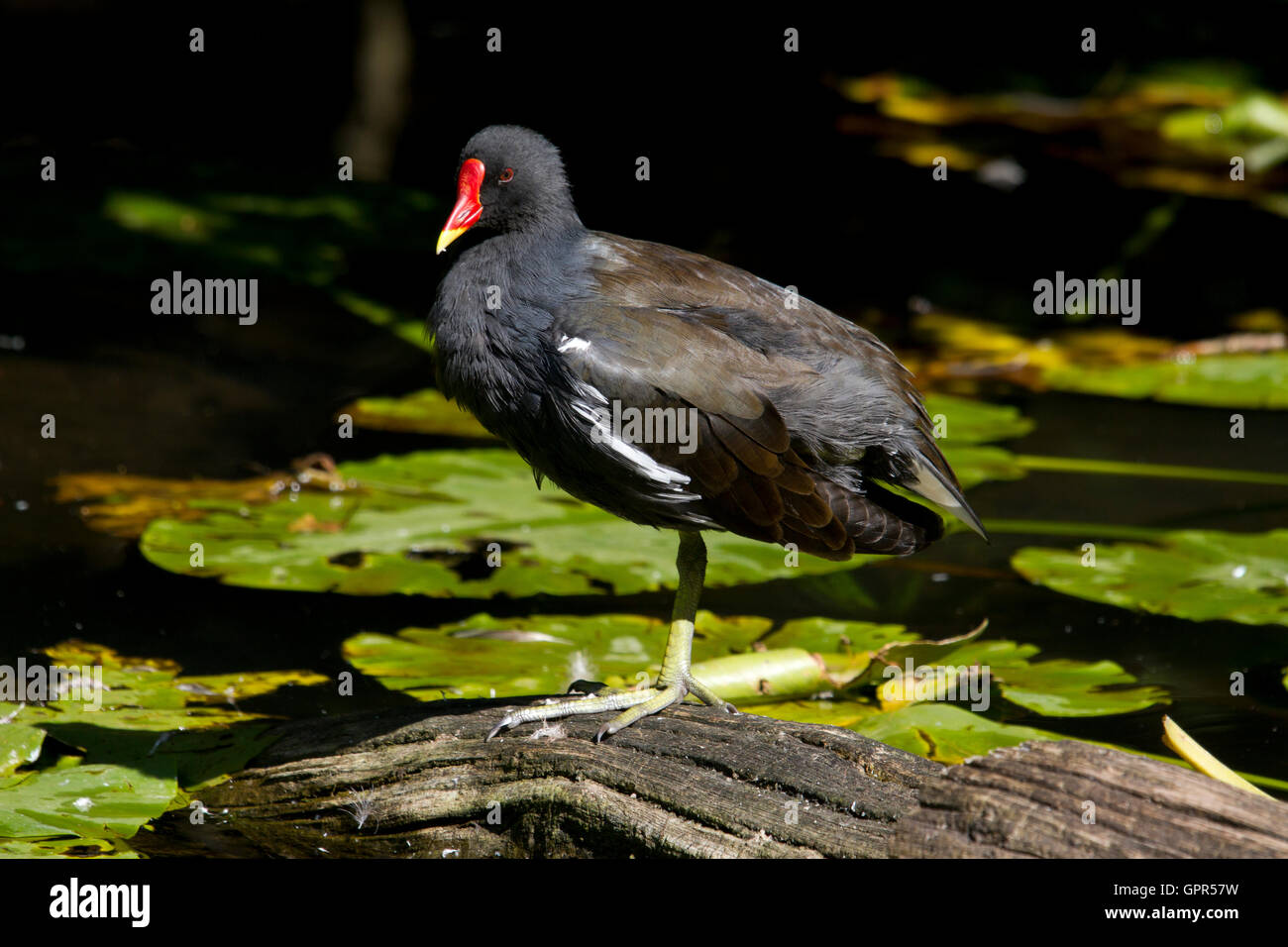 Eurasian common moorhen hi-res stock photography and images - Alamy