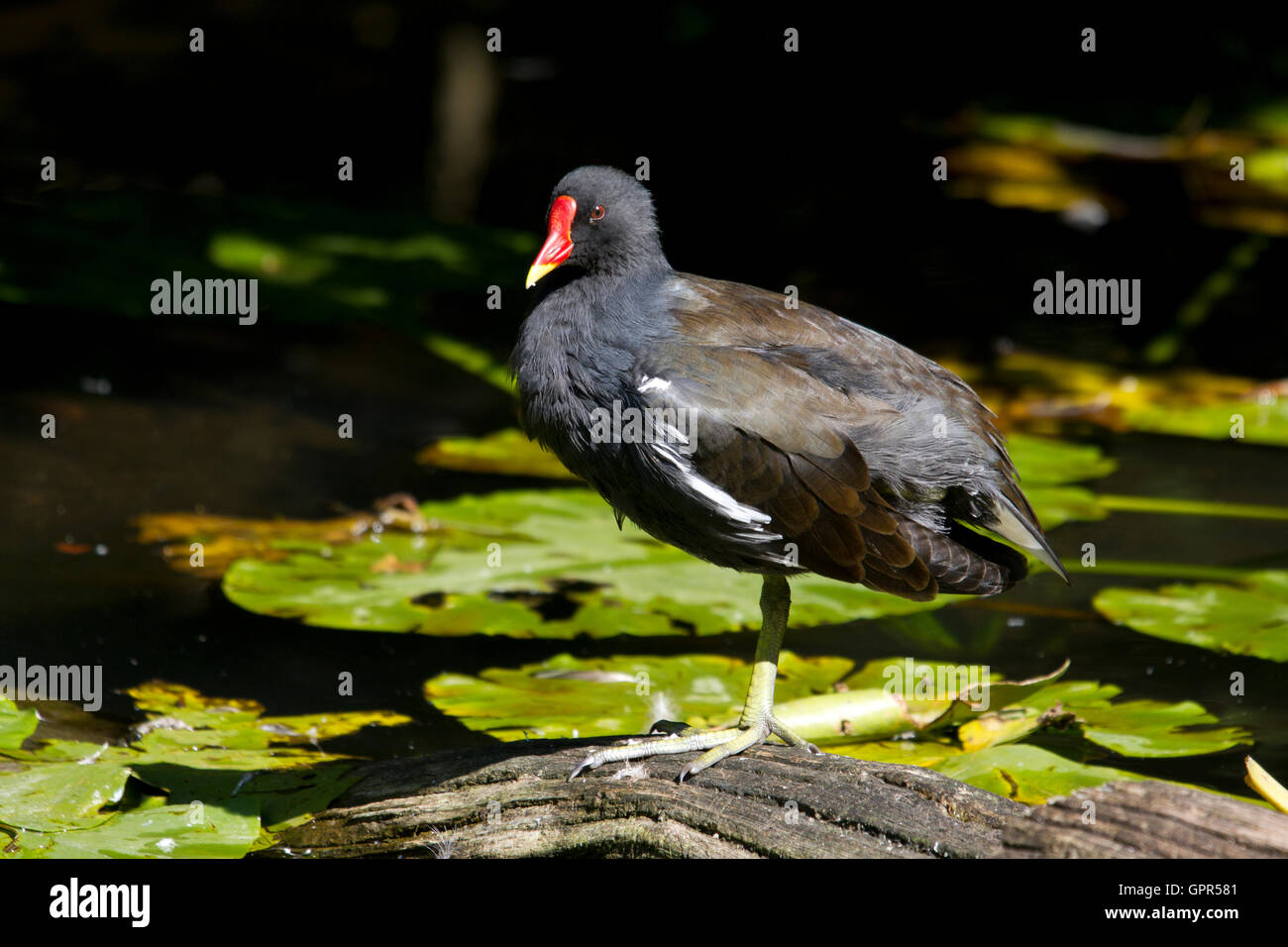 Eurasian common moorhens hi-res stock photography and images - Alamy