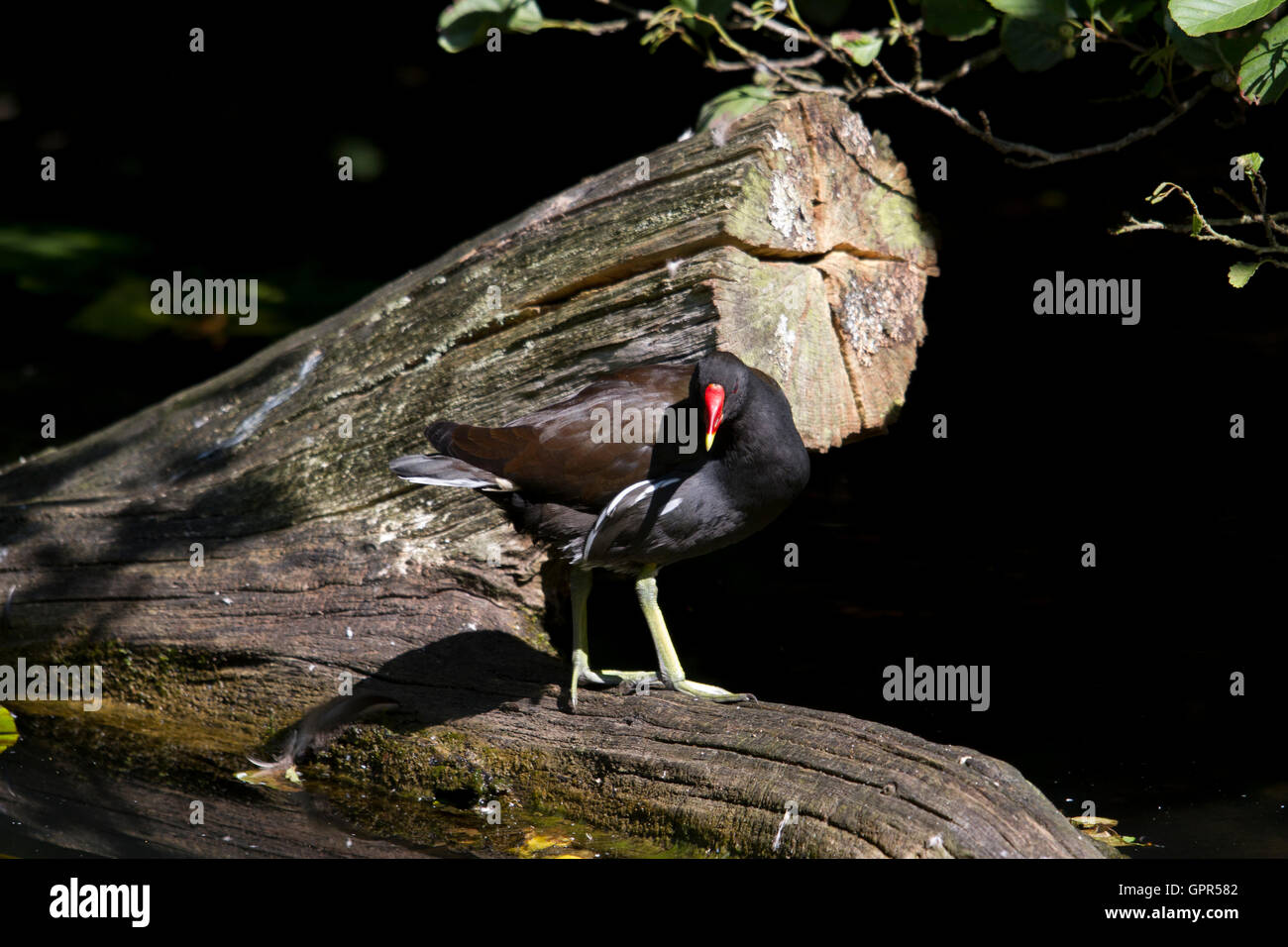 Eurasian common moorhens hi-res stock photography and images - Alamy