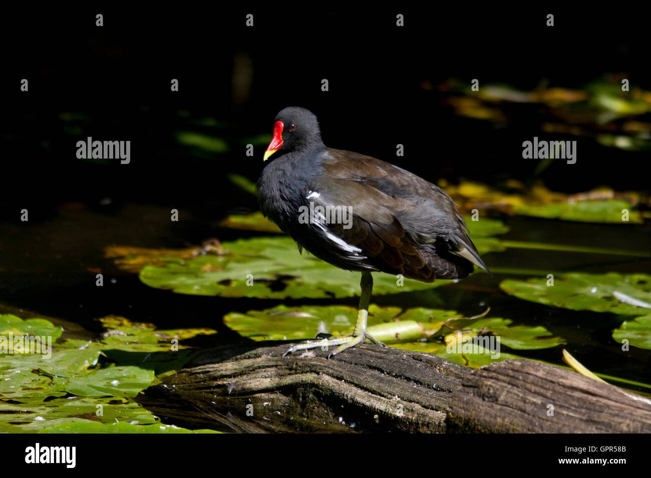 Eurasian common moorhens hi-res stock photography and images - Alamy