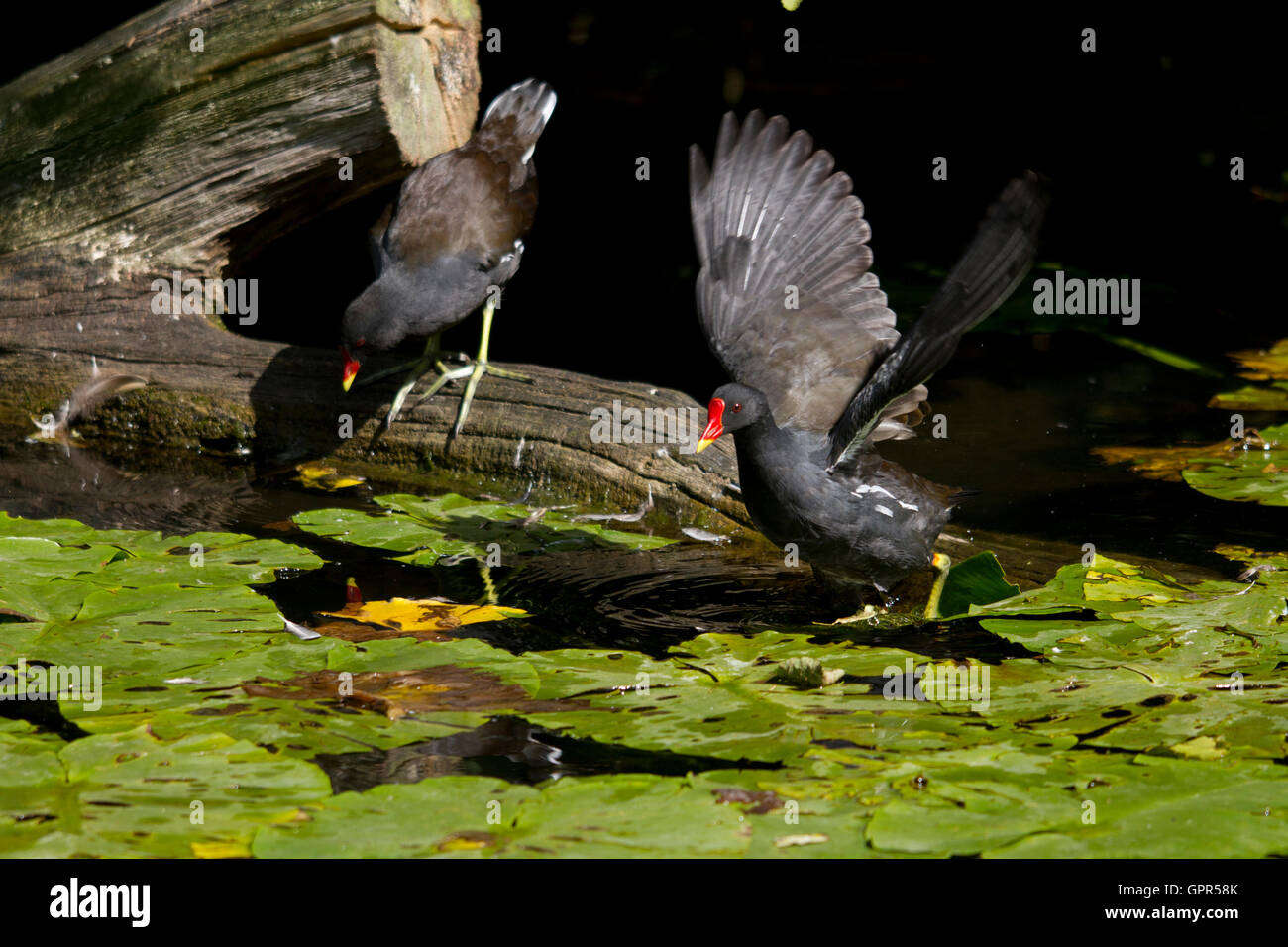 Eurasian common moorhens hi-res stock photography and images - Alamy