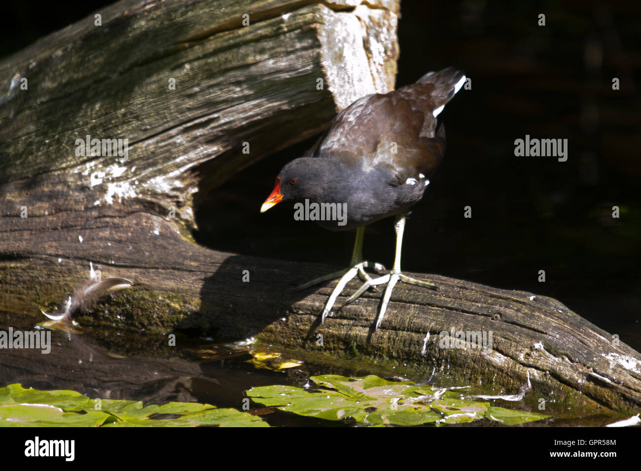 Eurasian common moorhen hi-res stock photography and images - Alamy