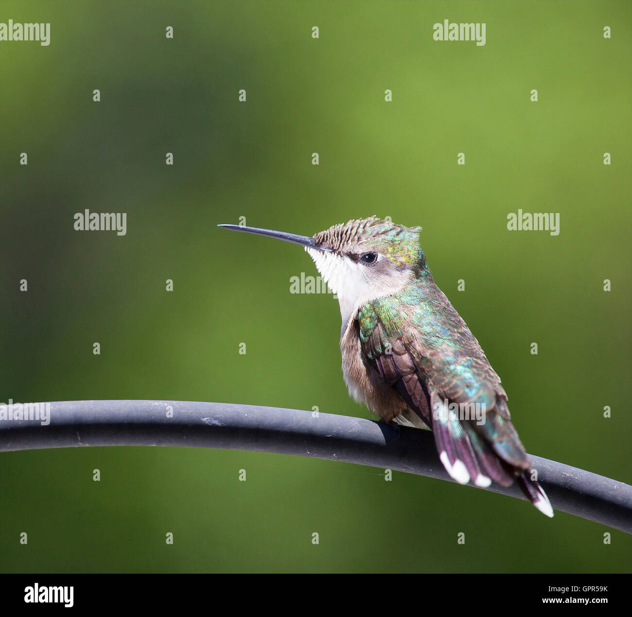 Perched hummingbird hi-res stock photography and images - Alamy