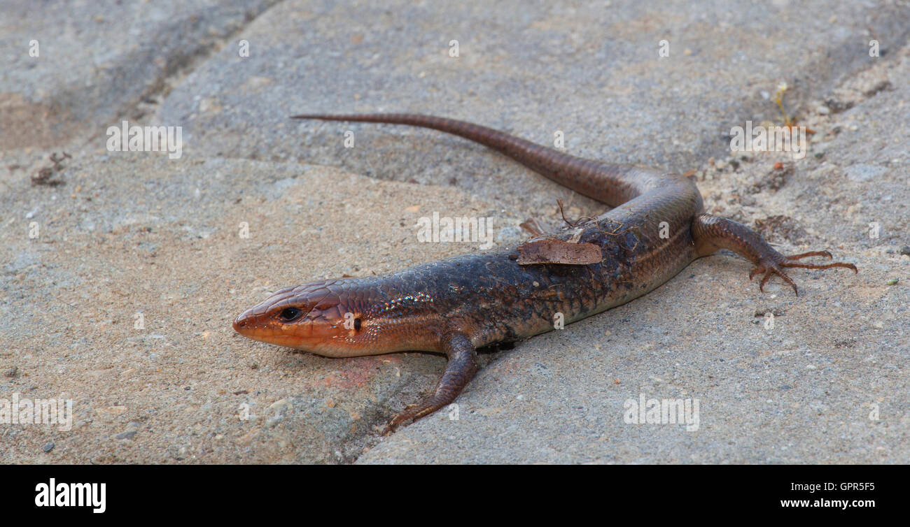 Orange grey lizard hi-res stock photography and images - Alamy