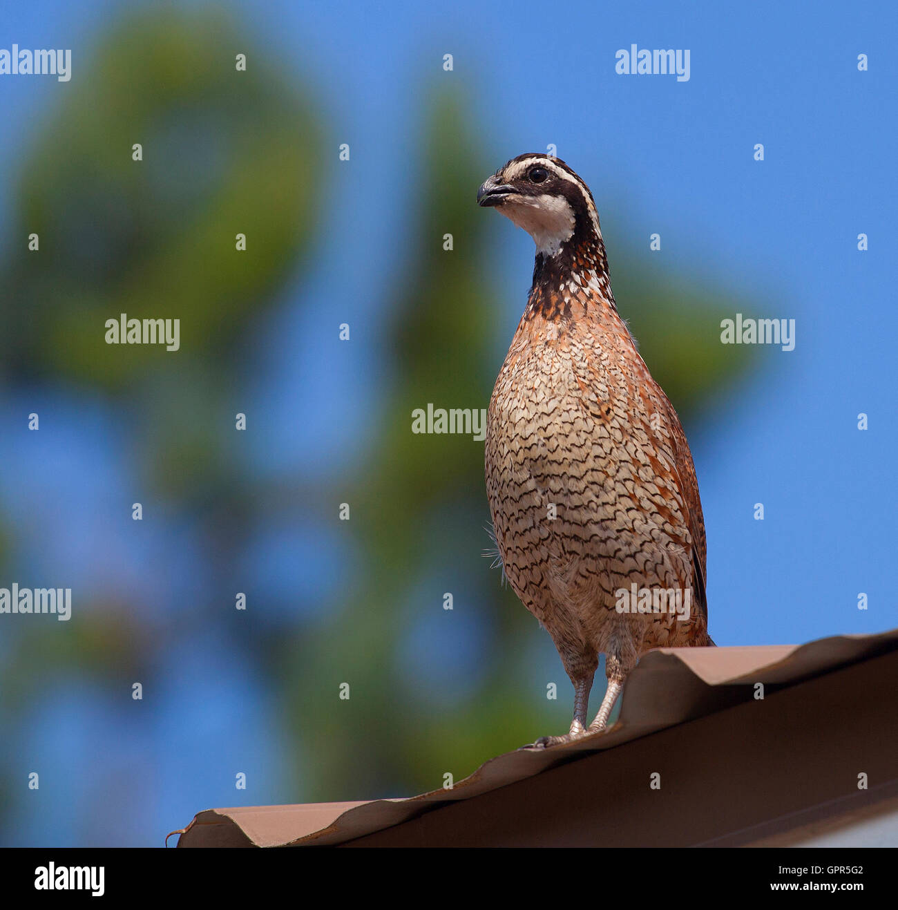 Georgia Giant Bobwhite Quail
