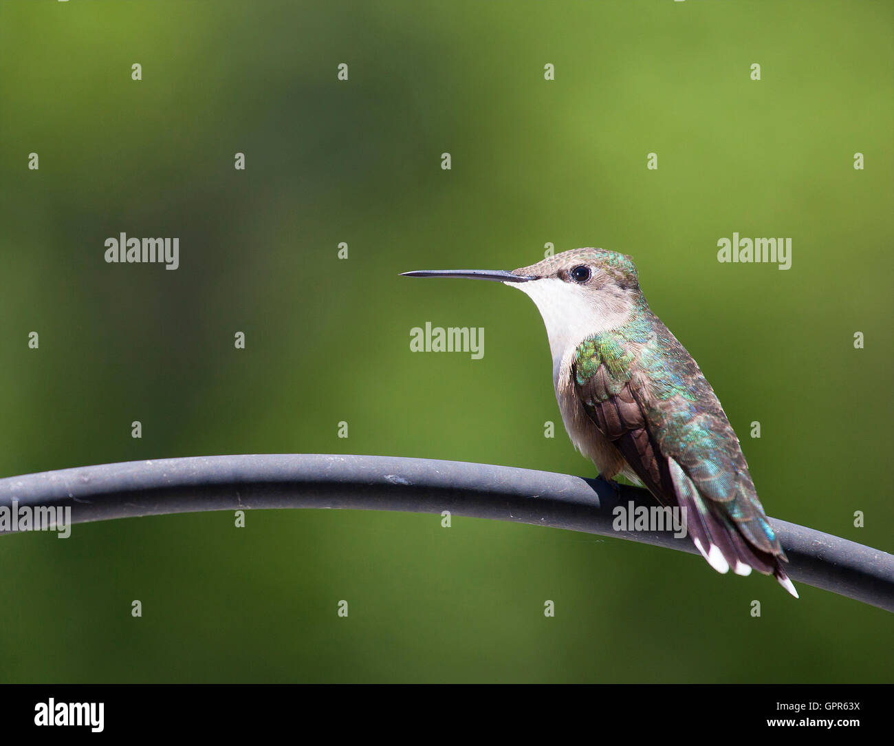 Hummingbird with green and blue in its feathers turned sideways on a ...