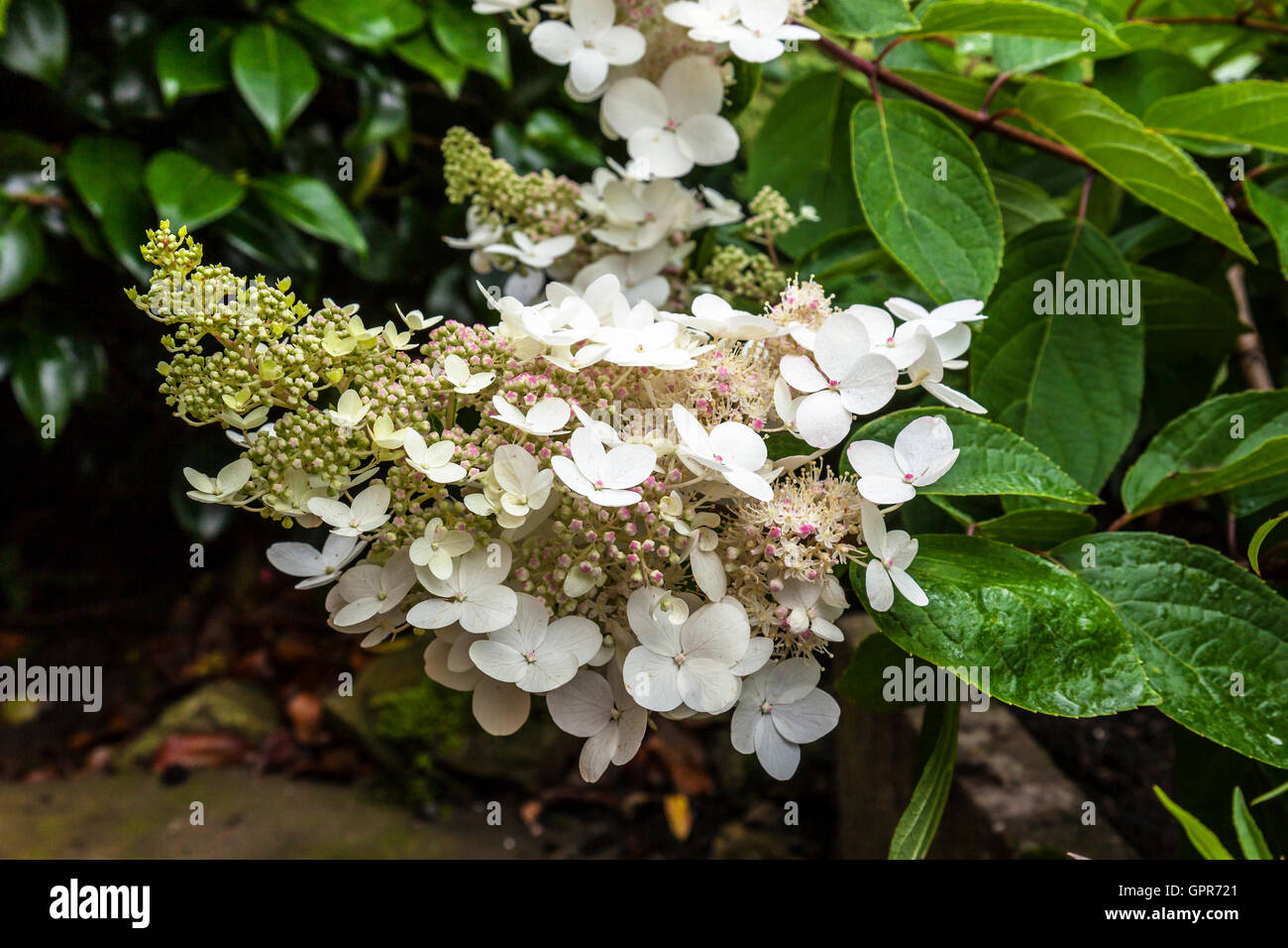 Hydrangea Paniculata white blooms close-up in a garden Stock Photo - Alamy