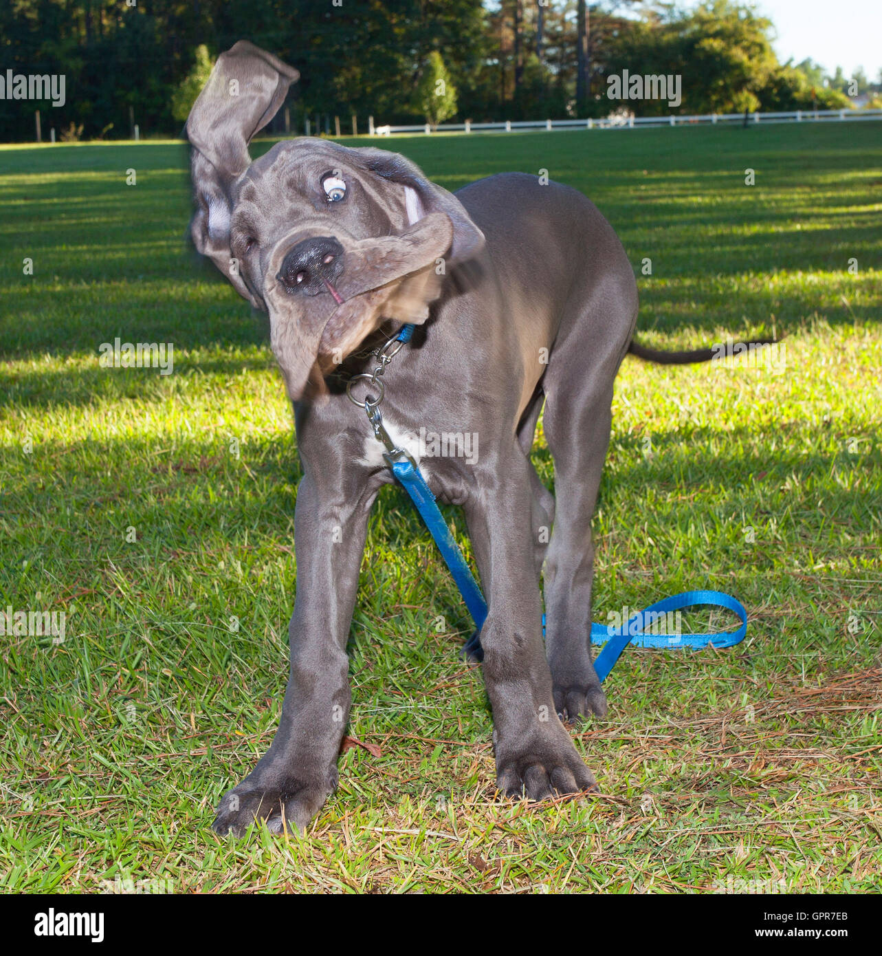 Distorted dog head hi-res stock photography and images - Alamy