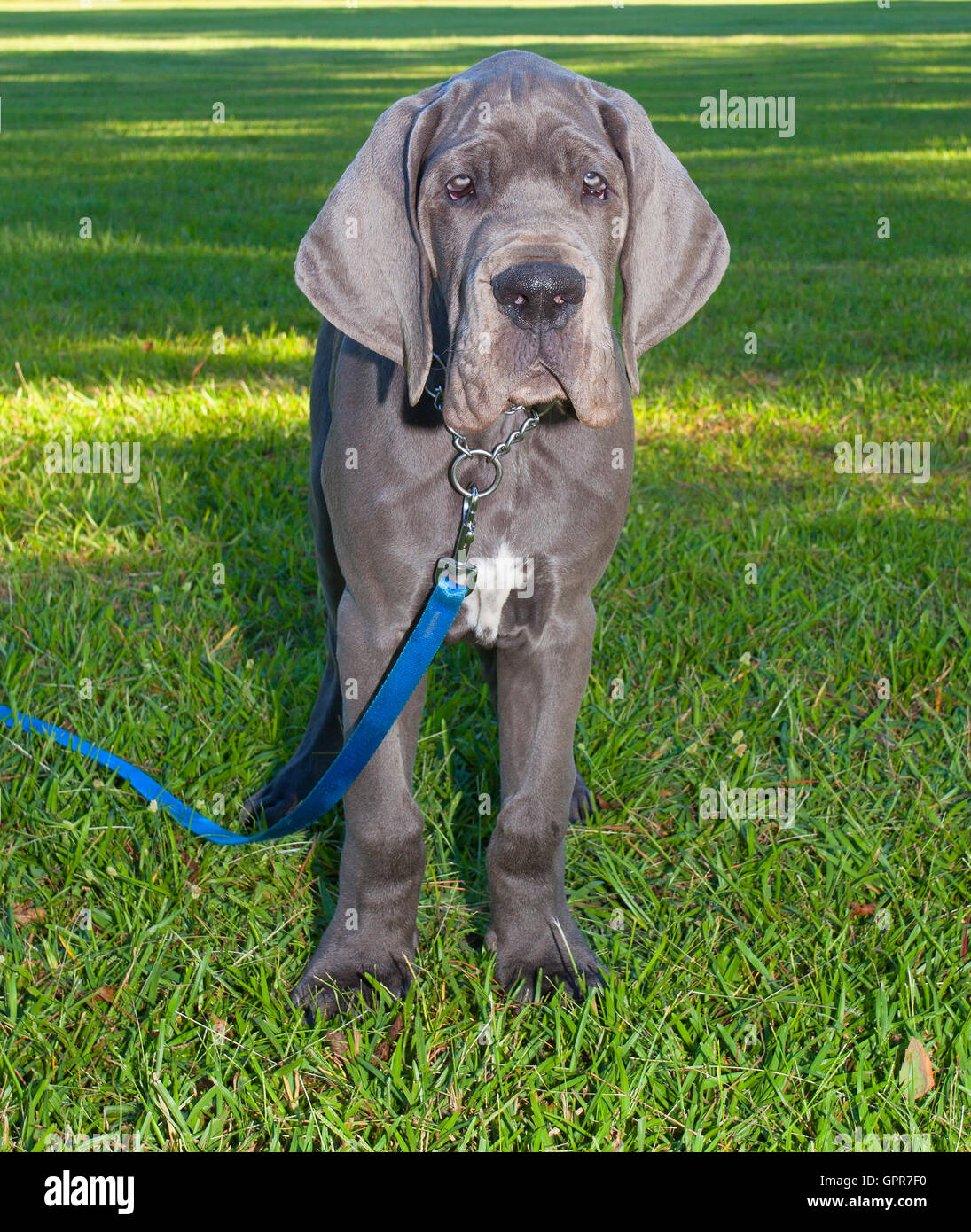 Gray Great Dane that looks sad standing on the grass Stock Photo - Alamy